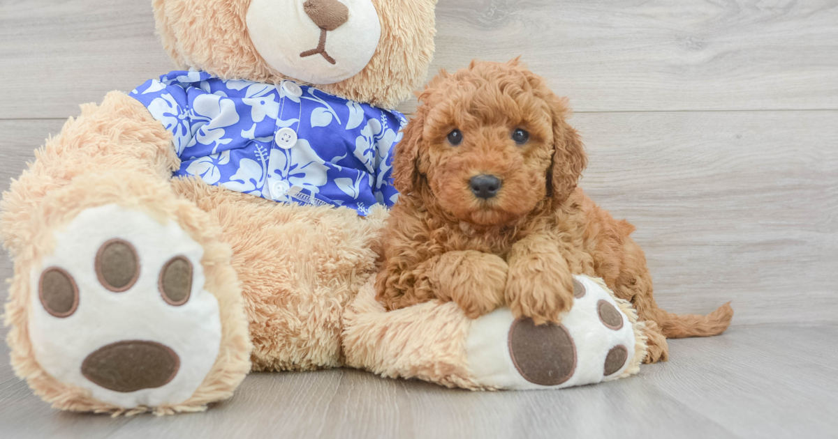 Sweet Mini Goldendoodle Gabi: 7lb 9oz Doodle Puppy