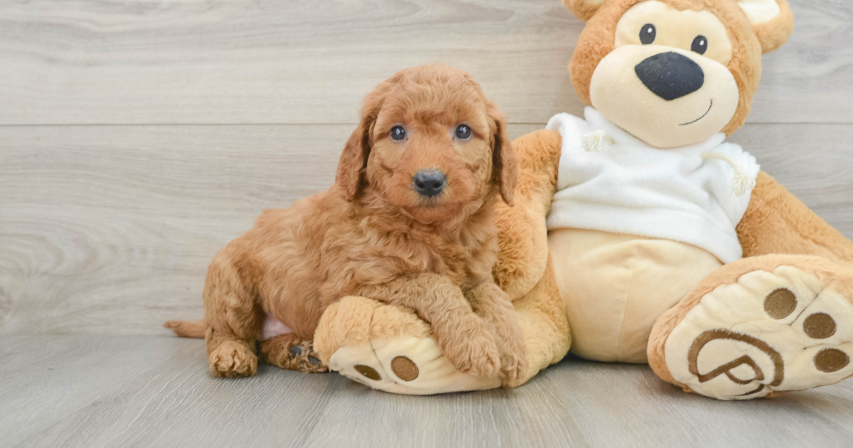 Smart Mini Goldendoodle Gigi: 8lb 7oz Doodle Puppy