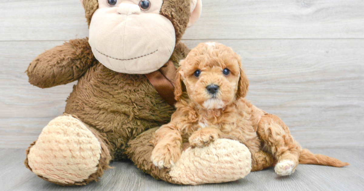 Smart Mini Goldendoodle Goldilocks: 4lb 4oz Doodle Puppy