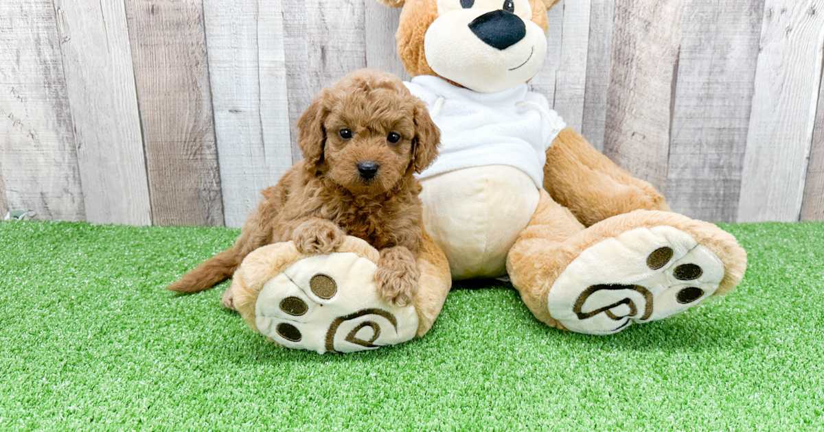 Petite Mini Goldendoodle Goldilocks: 4lb 3oz Doodle Puppy