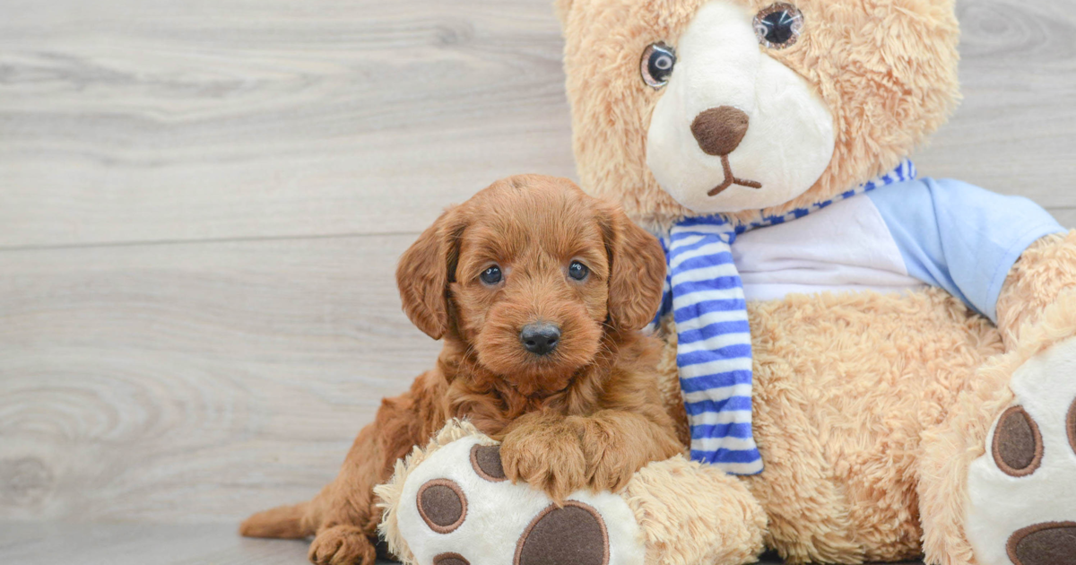 Happy Mini Goldendoodle Goldilocks: 5lb 14oz Doodle Puppy