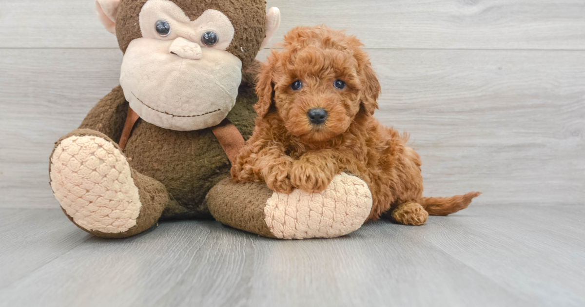 Adorable Mini Goldendoodle Goldilocks: 5lb 12oz Doodle Puppy