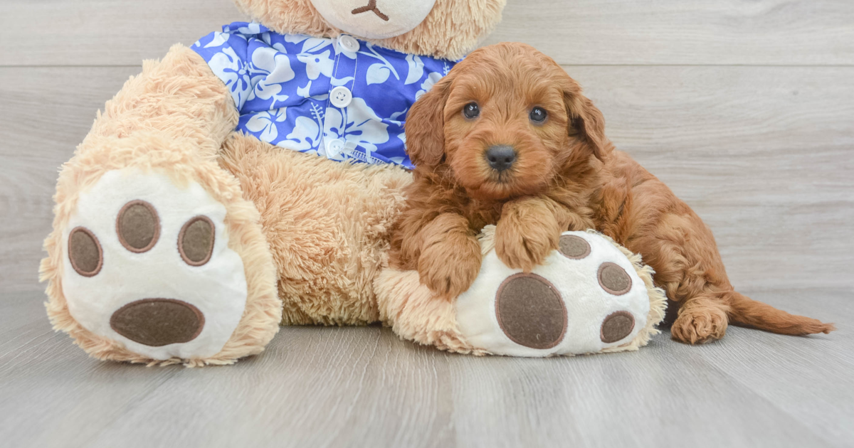Adorable Mini Goldendoodle Goldilocks: 6lb 3oz Doodle Puppy