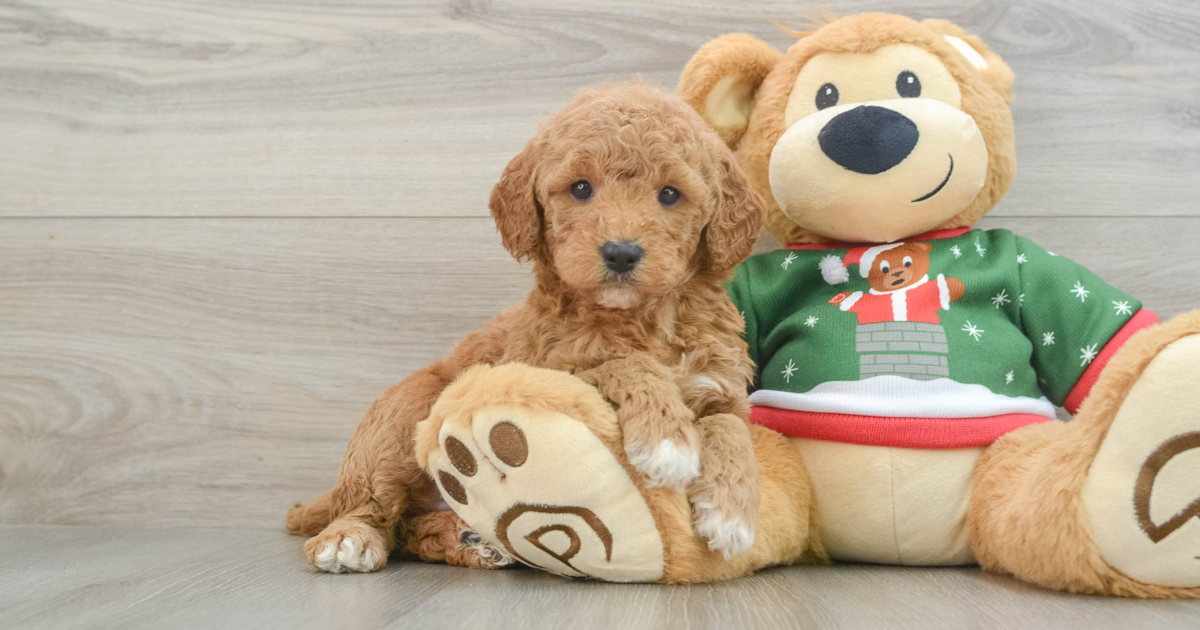 Energetic Mini Goldendoodle Goldilocks: 5lb 11oz Doodle Puppy