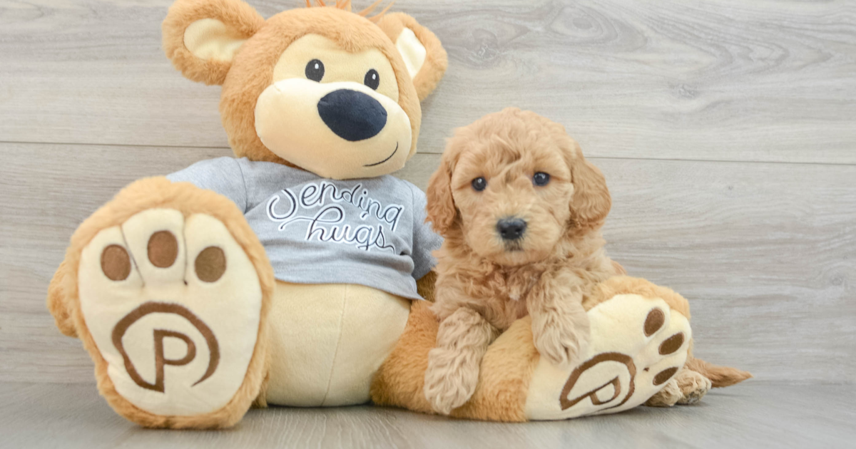 Petite Mini Goldendoodle Goldilocks: 5lb 4oz Doodle Puppy