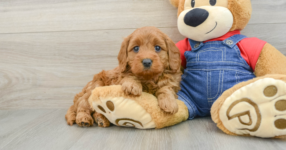 Playful Mini Goldendoodle Goldilocks: 7lb 11oz Doodle Puppy