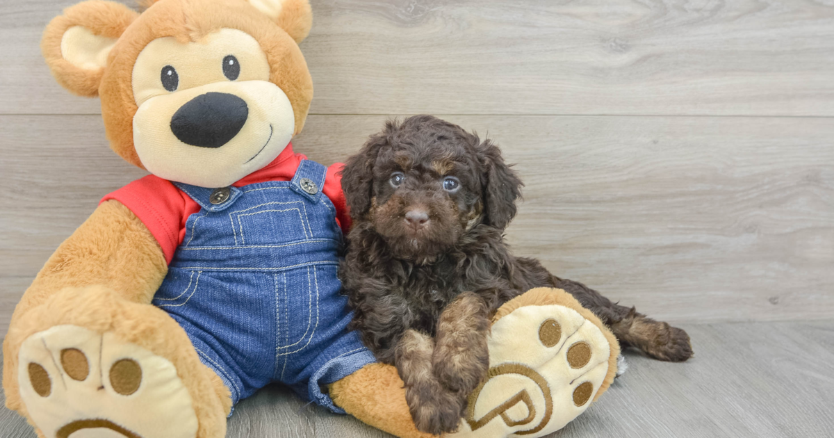 Energetic Mini Goldendoodle Goldilocks: 6lb 12oz Doodle Puppy