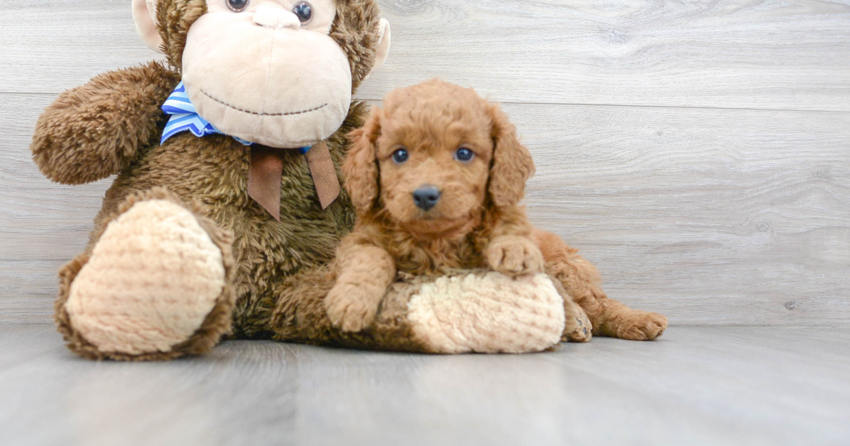 Energetic Mini Goldendoodle Goldilocks: 4lb 13oz Doodle Puppy
