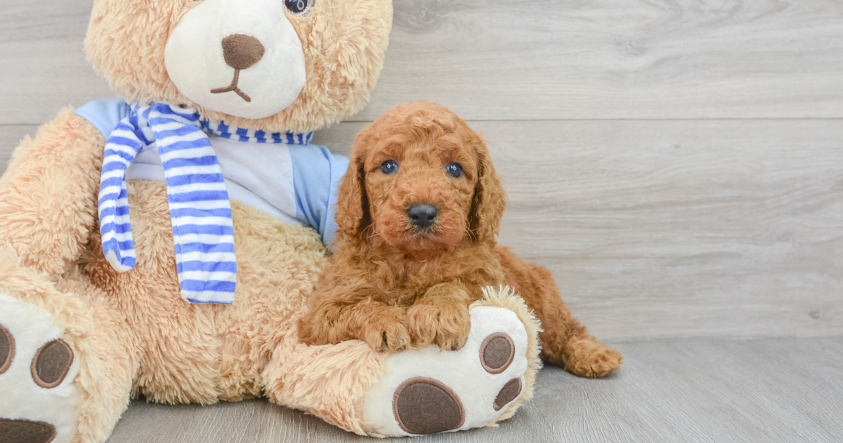 Smart Mini Goldendoodle Graham: 9lb 5oz Doodle Puppy