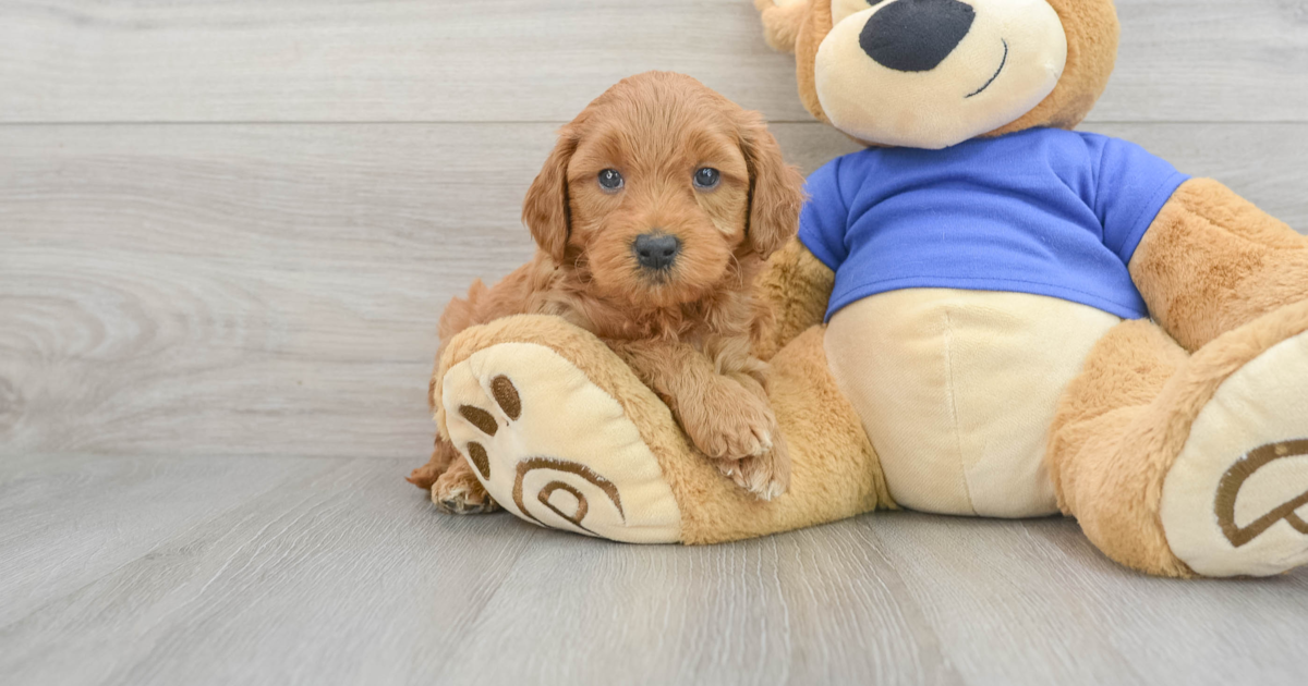 Smart Mini Goldendoodle Gus: 6lb 1oz Doodle Puppy