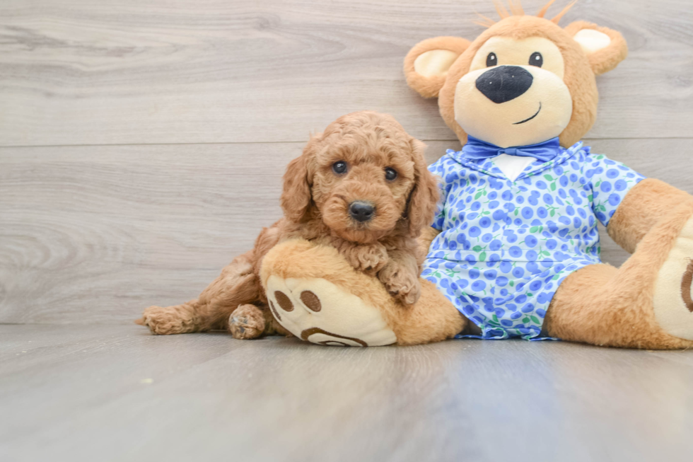 Mini Goldendoodle Gus: 3lb 10oz Doodle Puppy