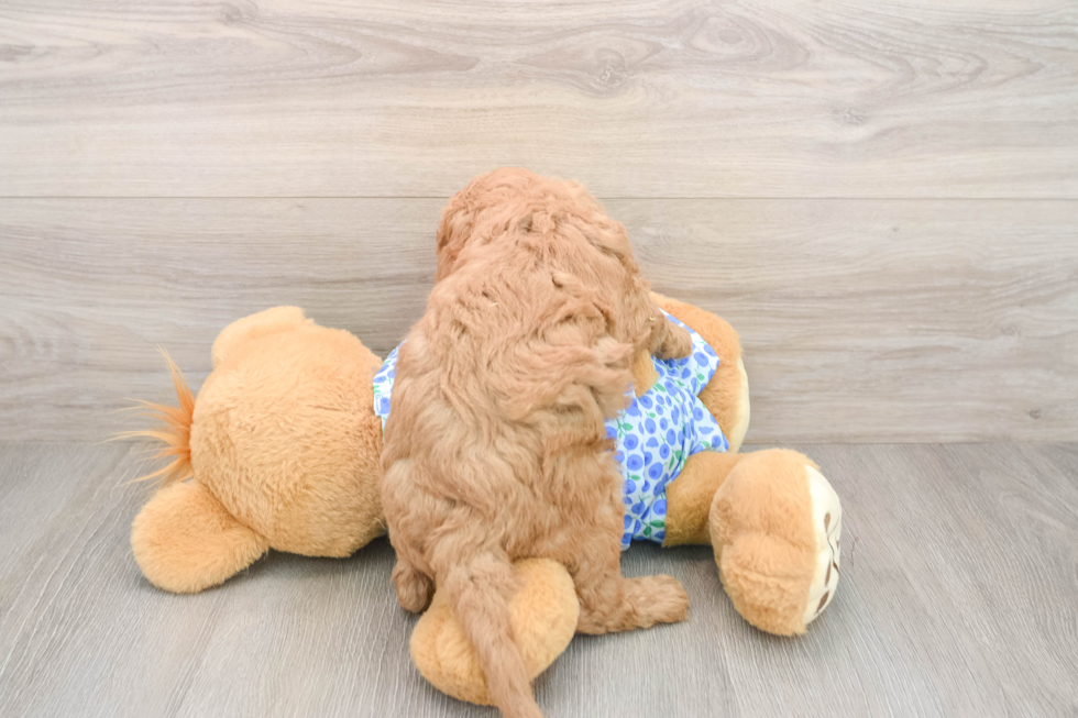 Mini Goldendoodle Gus: 3lb 10oz Doodle Puppy