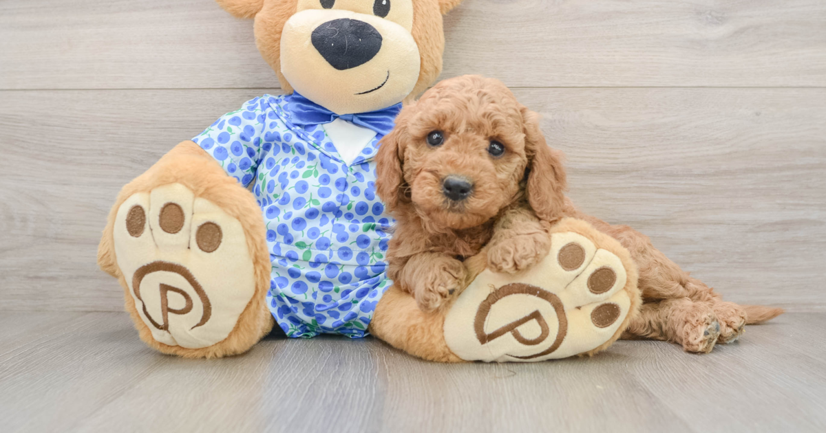 Mini Goldendoodle Gus: 3lb 10oz Doodle Puppy