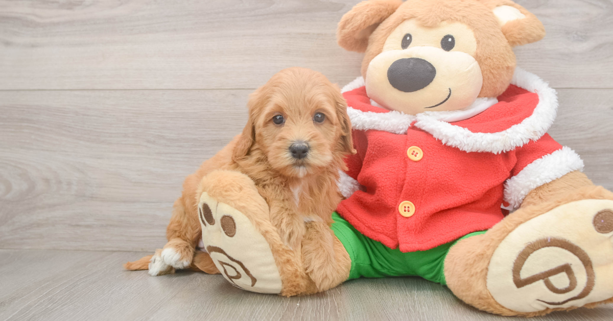 Smart Mini Goldendoodle Gwen: 4lb 8oz Doodle Puppy