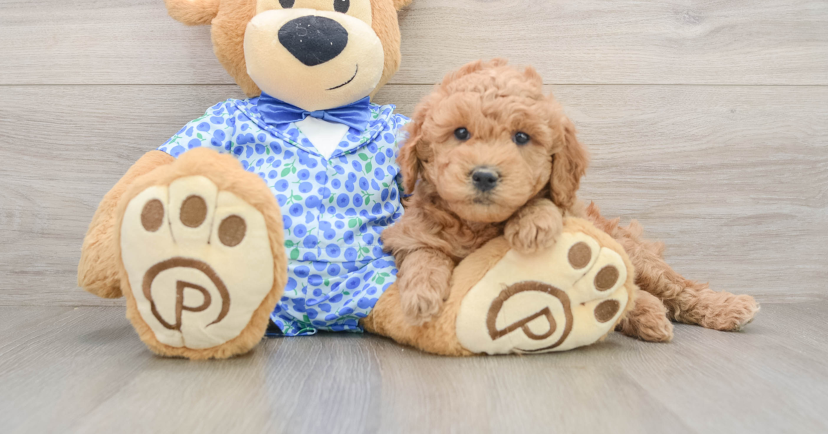 Smart Mini Goldendoodle Gwen: 6lb 8oz Doodle Puppy