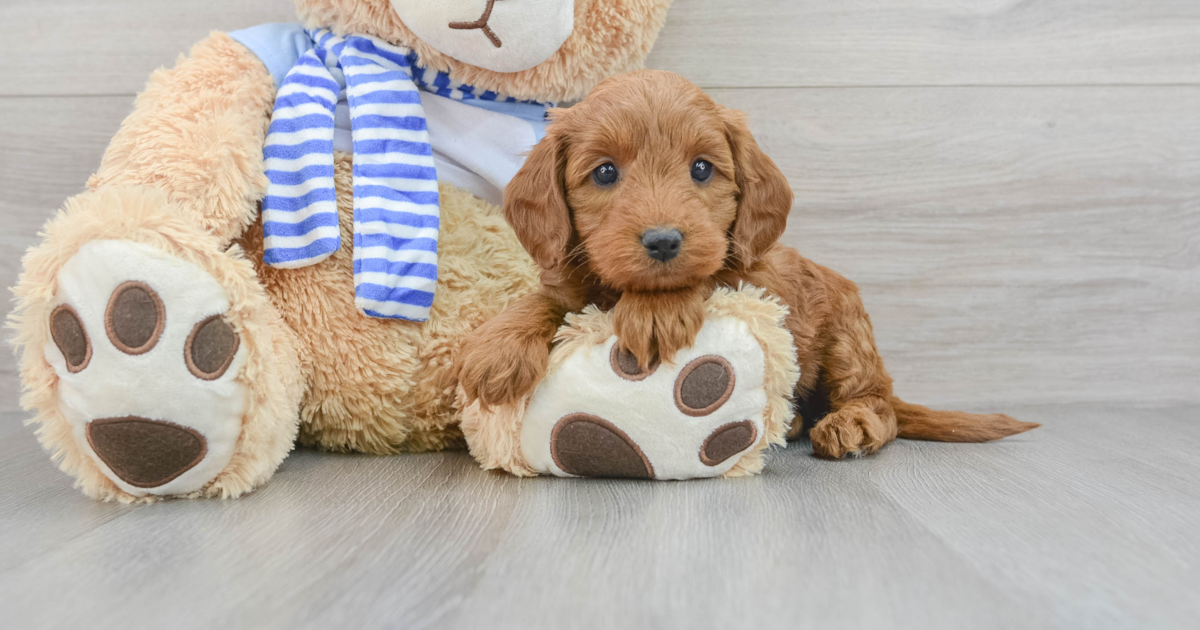 Smart Mini Goldendoodle Haley: 6lb 11oz Doodle Puppy