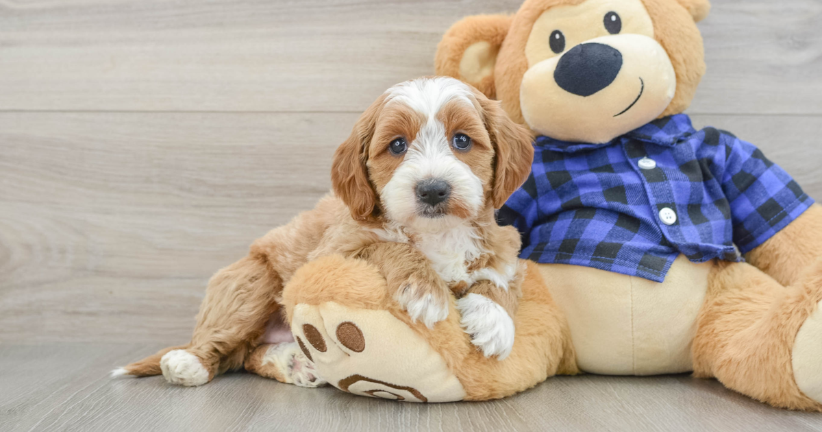 Smart Mini Goldendoodle Haley: 4lb 10oz Doodle Puppy
