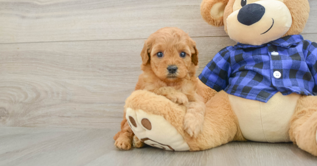 Happy Mini Goldendoodle Haley: 3lb 6oz Doodle Puppy