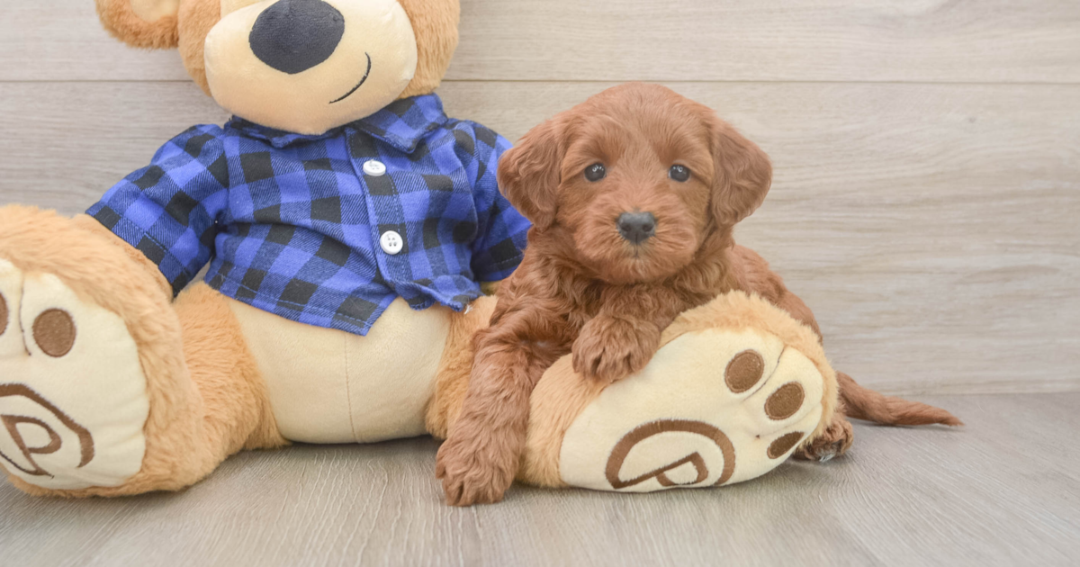Friendly Mini Goldendoodle Haley: 5lb 2oz Doodle Puppy