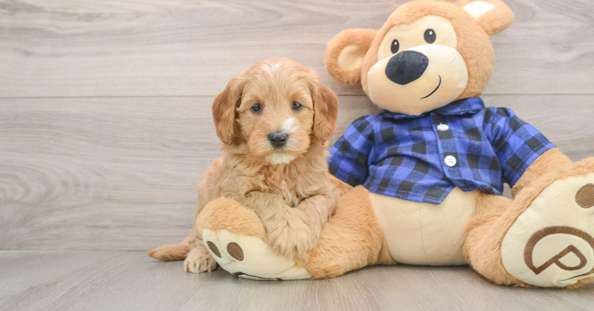 Petite Mini Goldendoodle Haley: 4lb 13oz Doodle Puppy