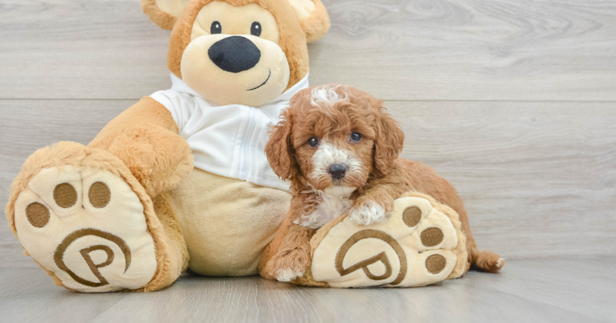 Smart Mini Goldendoodle Hannah: 5lb 2oz Doodle Puppy