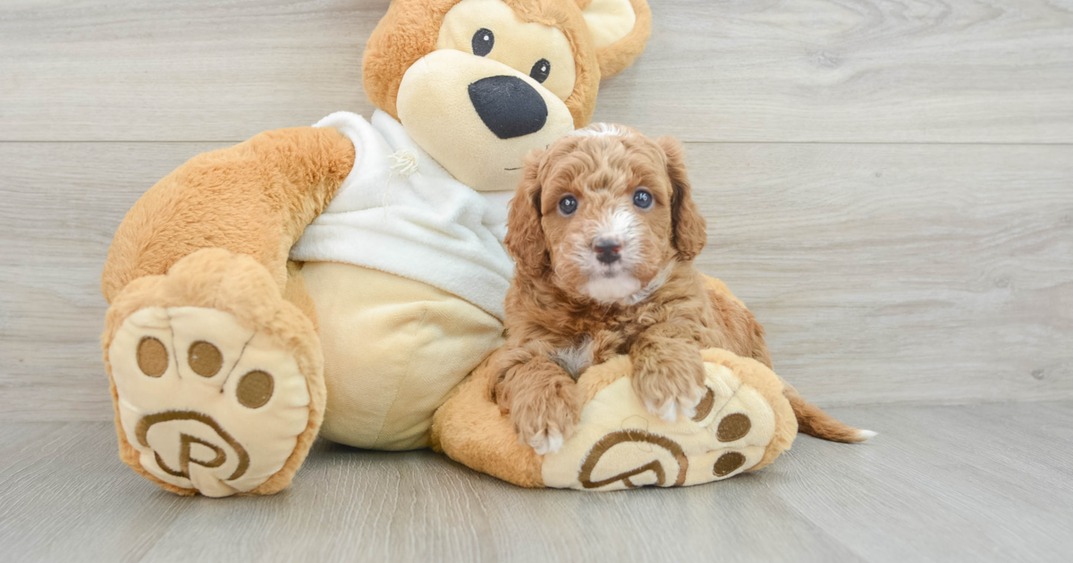 Smart Mini Goldendoodle Hannah: 7lb 7oz Doodle Puppy