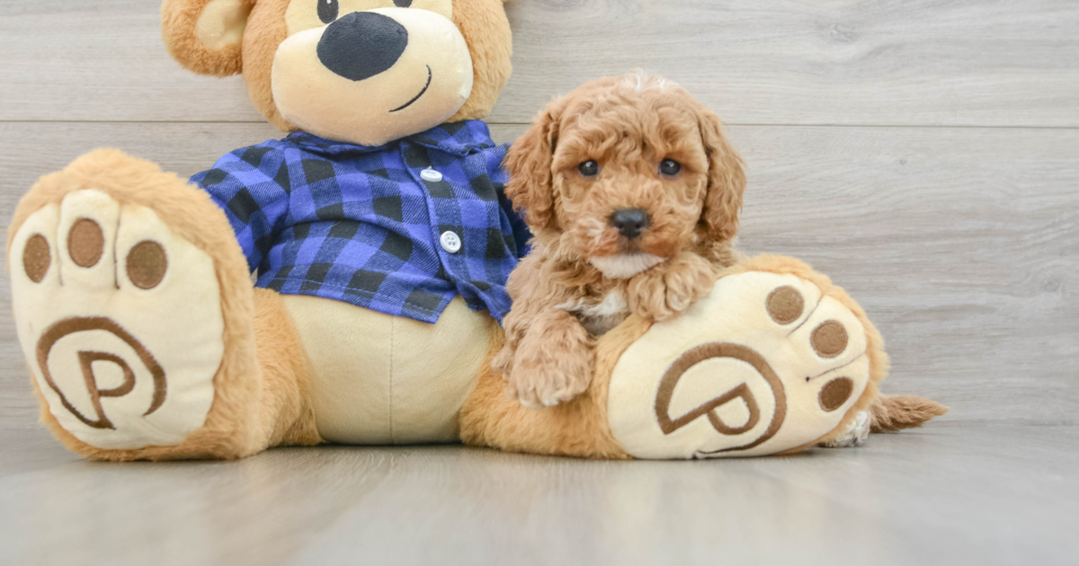 Smart Mini Goldendoodle Hannah: 4lb 2oz Doodle Puppy