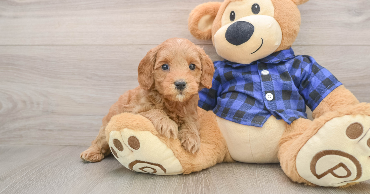 Smart Mini Goldendoodle Hannah: 4lb 9oz Doodle Puppy