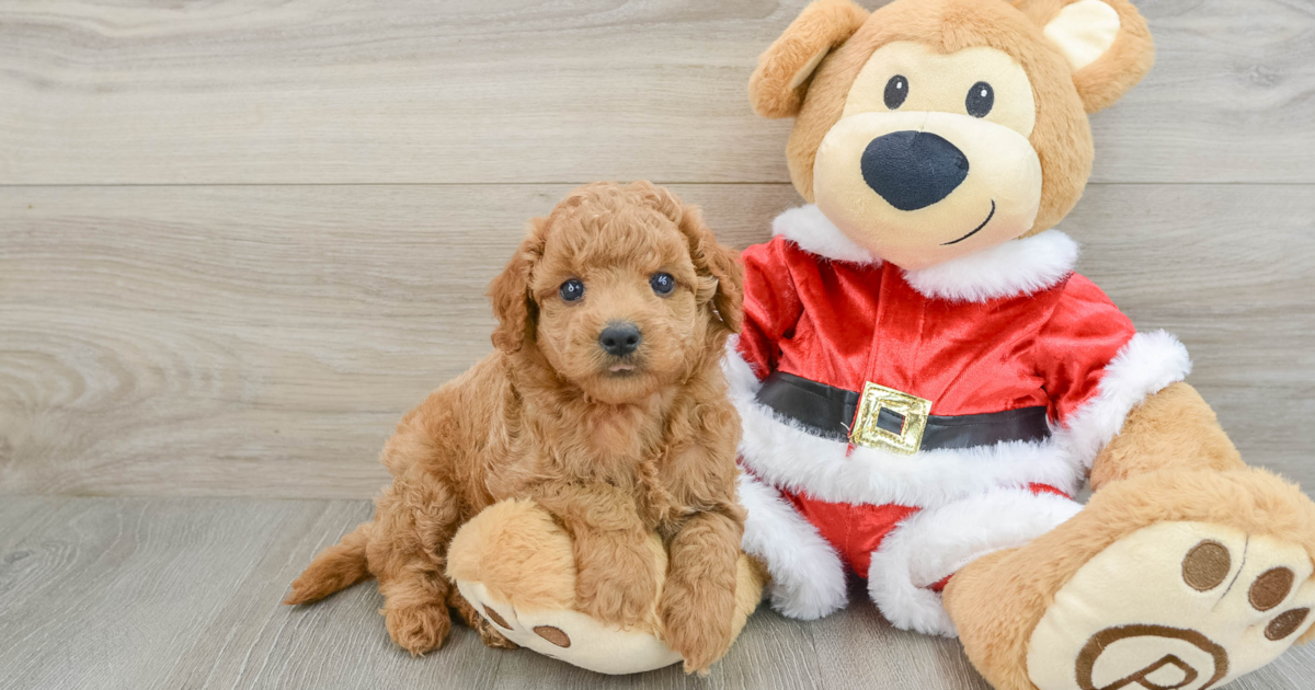 Smart Mini Goldendoodle Hazel: 4lb 14oz Doodle Puppy