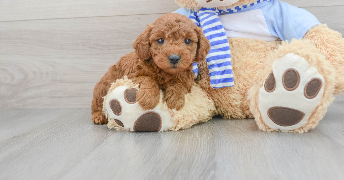 Smart Mini Goldendoodle Heidi: 4lb 12oz Doodle Puppy