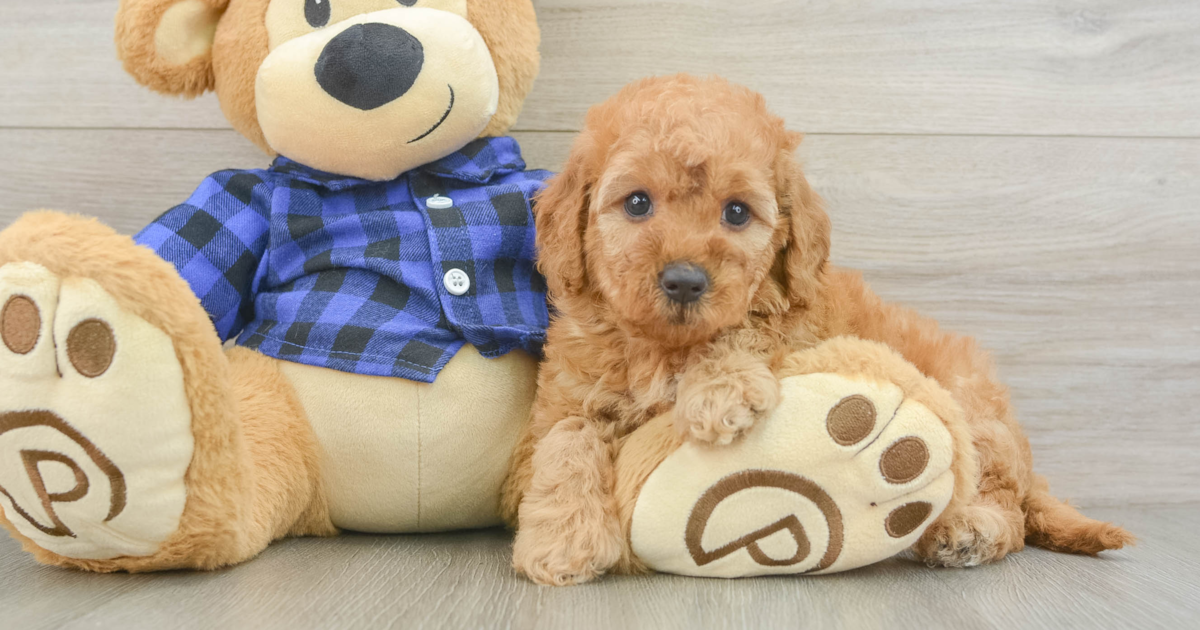 Energetic Mini Goldendoodle Heidi: 4lb 2oz Doodle Puppy