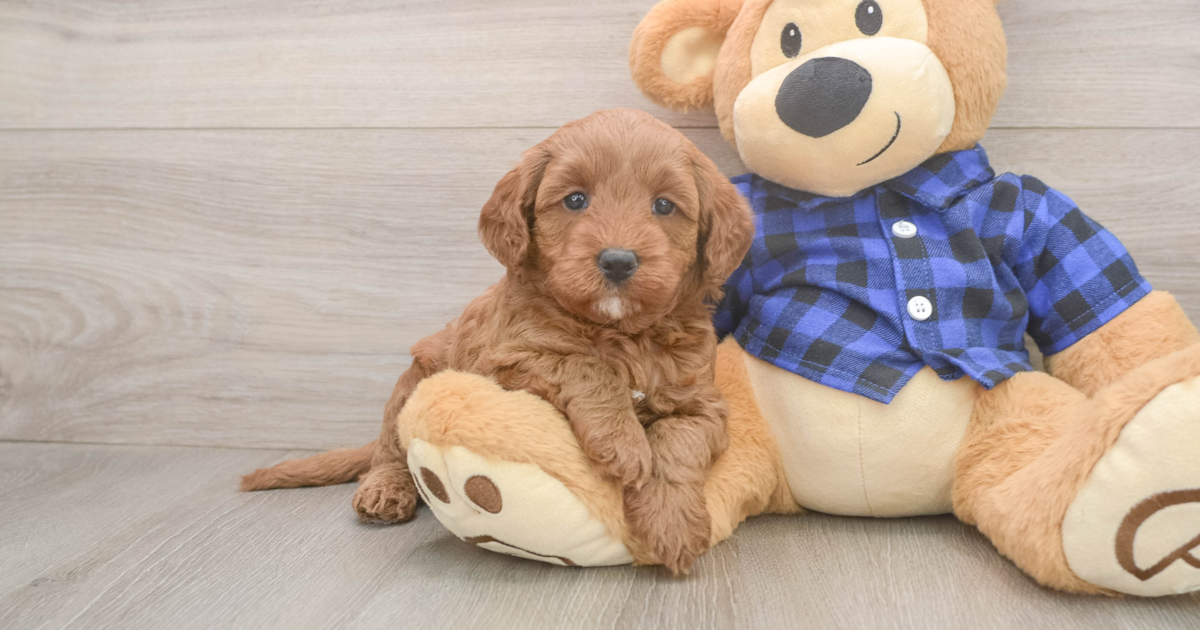Sweet Mini Goldendoodle Heidi: 5lb 0oz Doodle Puppy