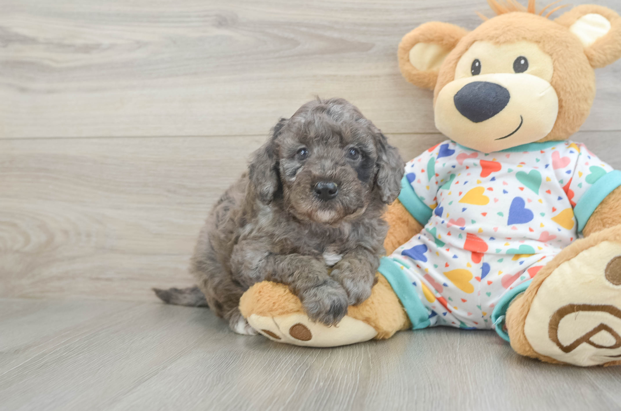 Toy & Mini Doodle Puppies For Sale | Premier Pups