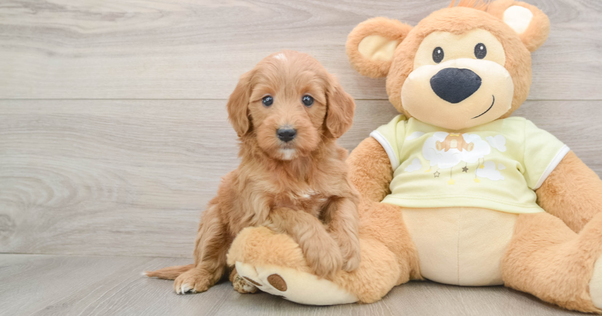 Smart Mini Goldendoodle Jessa: 5lb 1oz Doodle Puppy