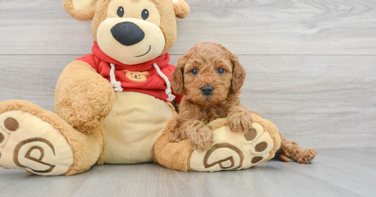 Little Mini Goldendoodle Jimmy: 6lb 5oz Doodle Puppy