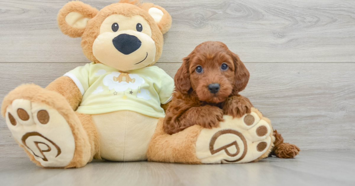 Playful Mini Goldendoodle Jimmy: 6lb 9oz Doodle Puppy
