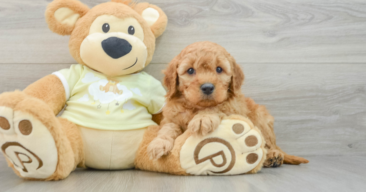 Popular Mini Goldendoodle Jimmy: 8lb 10oz Doodle Puppy