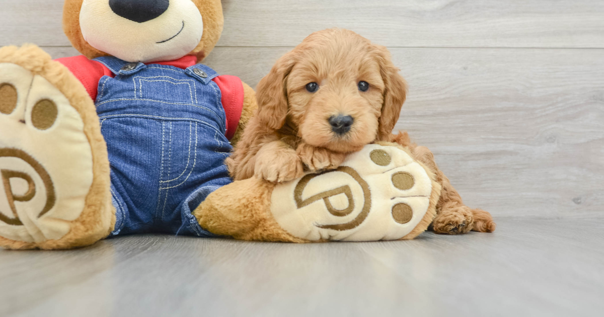 Energetic Mini Goldendoodle Jimmy: 6lb 5oz Doodle Puppy