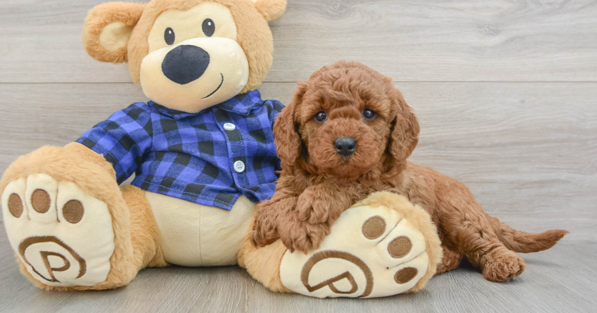 Little Mini Goldendoodle Jimmy: 7lb 3oz Doodle Puppy