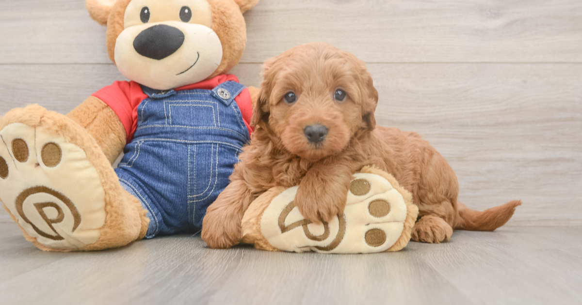 Smart Mini Goldendoodle Jimmy: 6lb 11oz Doodle Puppy