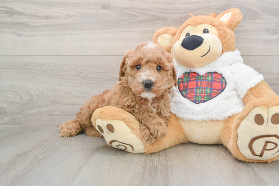 Cute Mini Goldendoodle Jimmy: 7lb 5oz Doodle Puppy