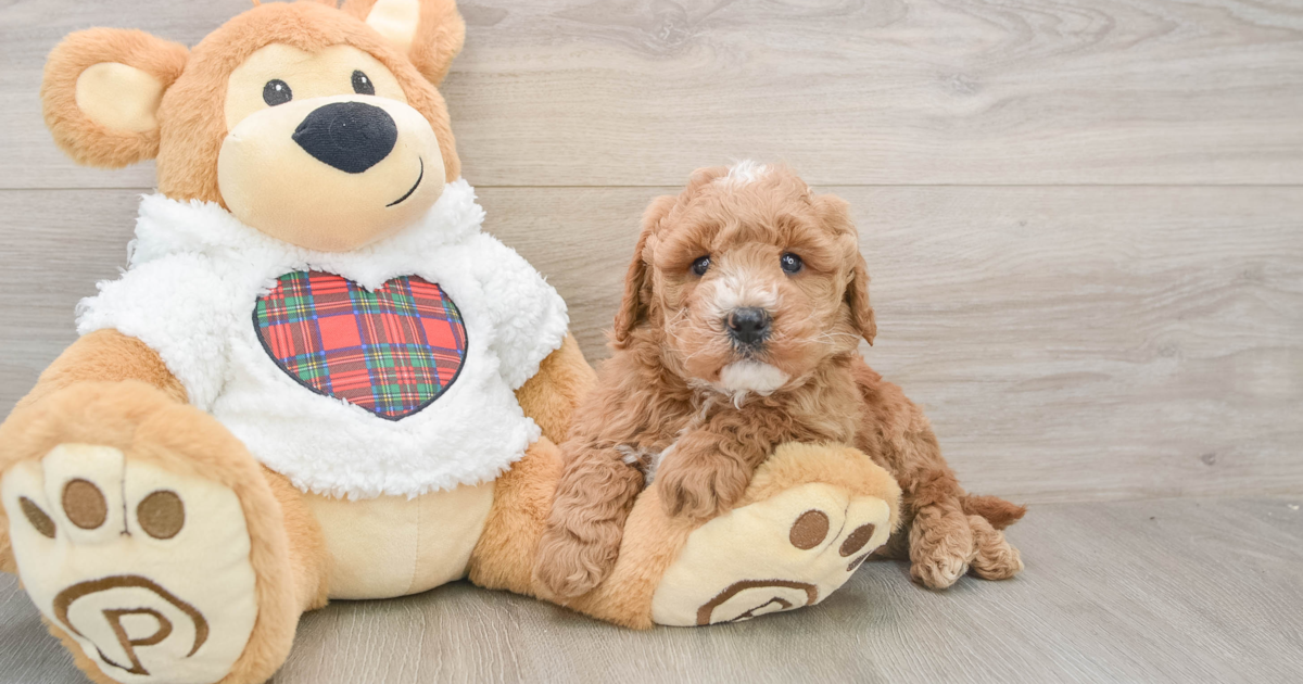 Sweet Mini Goldendoodle Jimmy: 7lb 5oz Doodle Puppy