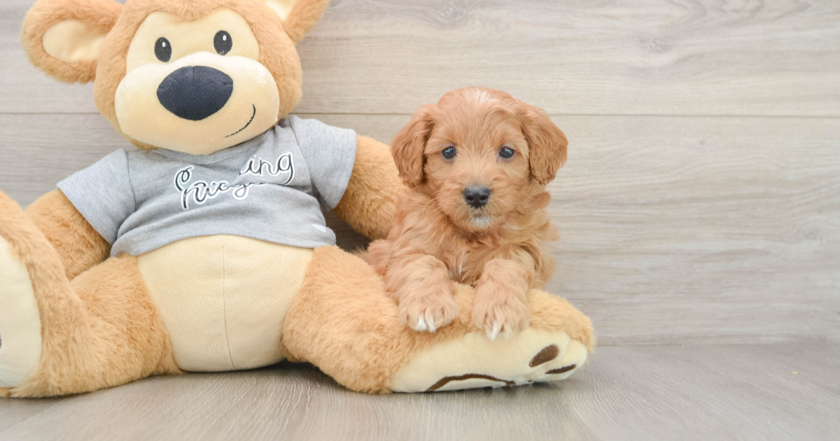 Cute Mini Goldendoodle Jimmy: 5lb 9oz Doodle Puppy