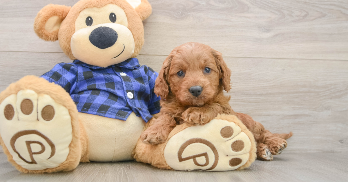Fluffy Mini Goldendoodle Jimmy: 5lb 13oz Doodle Puppy