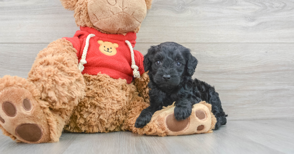 Smart Mini Goldendoodle Joe: 4lb 6oz Doodle Puppy