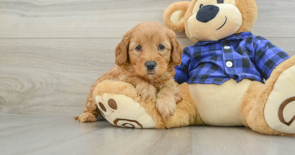 Smart Mini Goldendoodle Keanu: 5lb 14oz Doodle Puppy