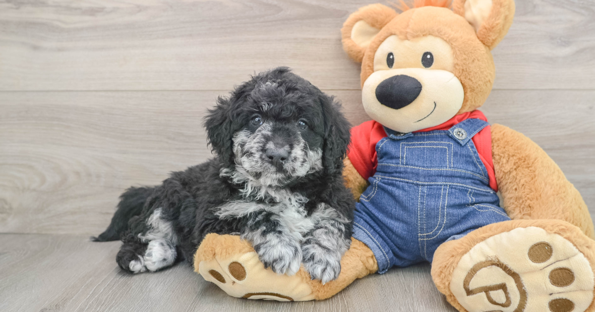 Mini Goldendoodle Kendrick: 6lb 4oz Doodle Puppy