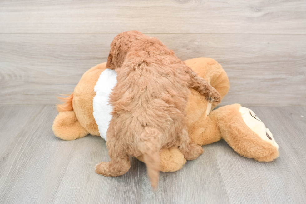 Mini Goldendoodle Knox: 3lb 10oz Doodle Puppy