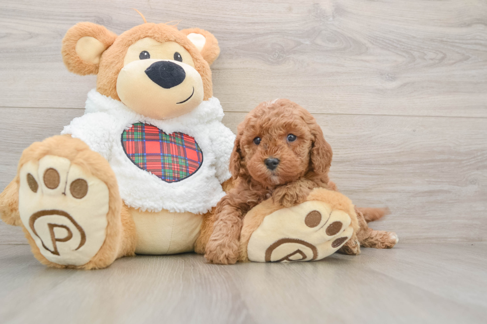 Energetic Mini Goldendoodle Knox: 3lb 10oz Doodle Puppy