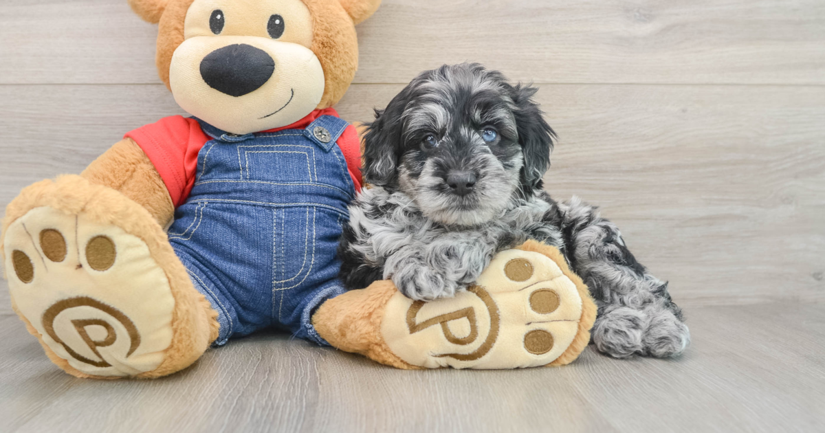 Funny Mini Goldendoodle Knox: 6lb 8oz Doodle Puppy